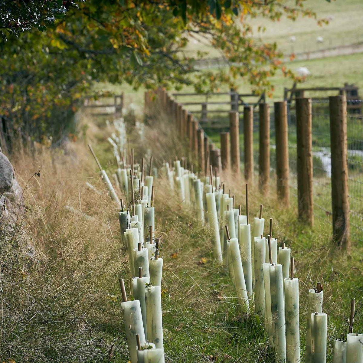 Native country hedging – Glenmore Nurseries