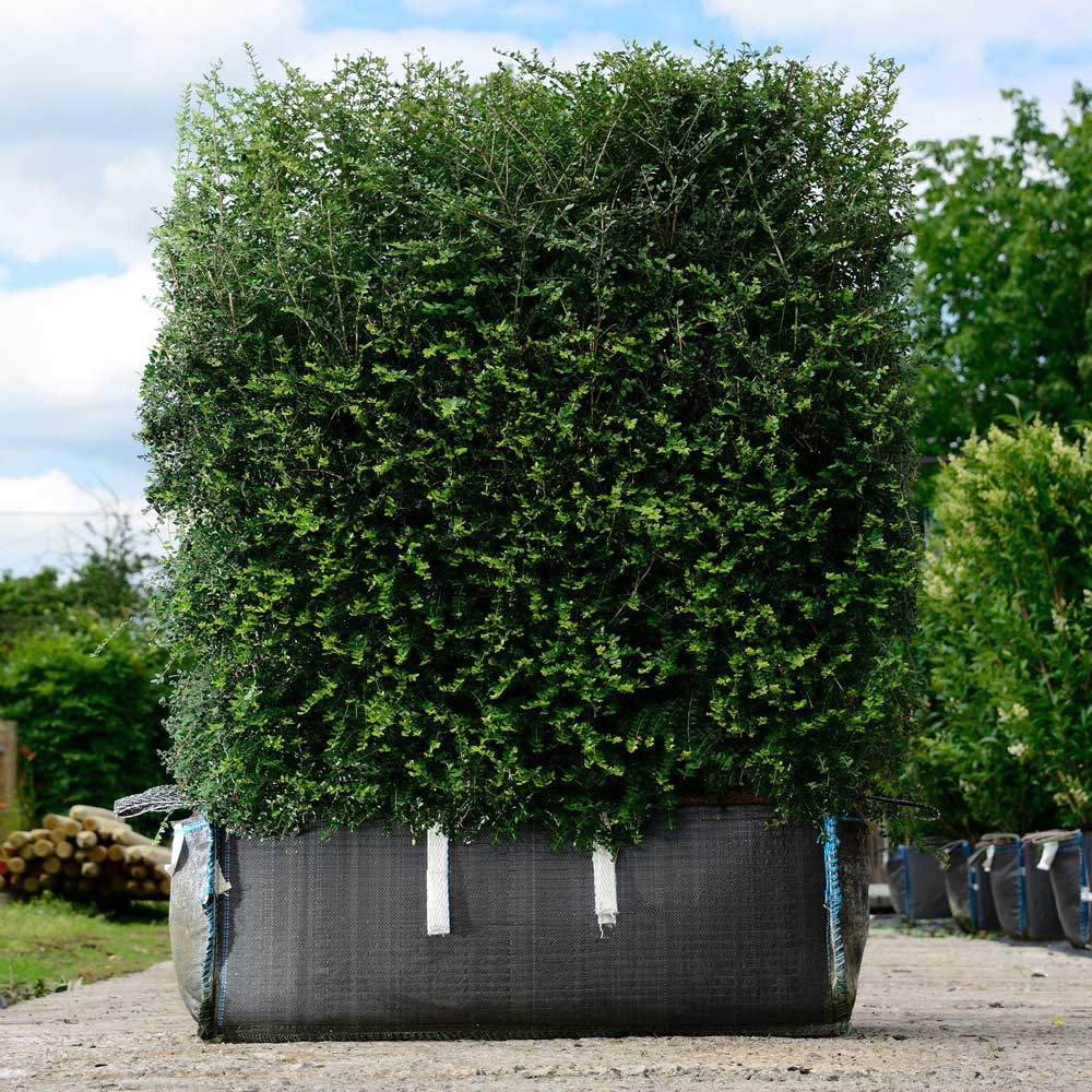 Instant Hedging – Glenmore Nurseries